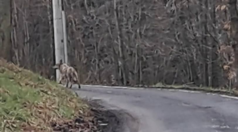 Wolf treibt sich um Burkau herum - Was hat er vor? - Radio Lausitz